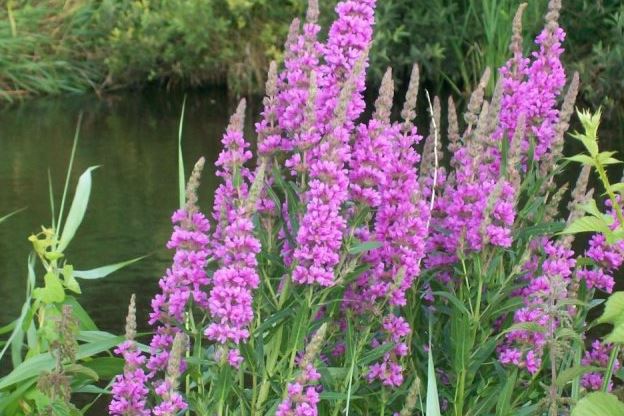 De Hondstong - Geopark De Hondsrug