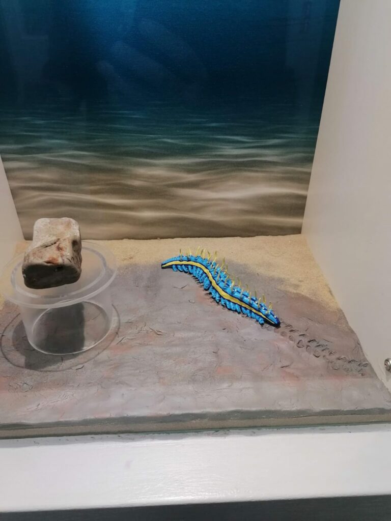 Oudste fossiel van Nederland - Geopark De Hondsrug